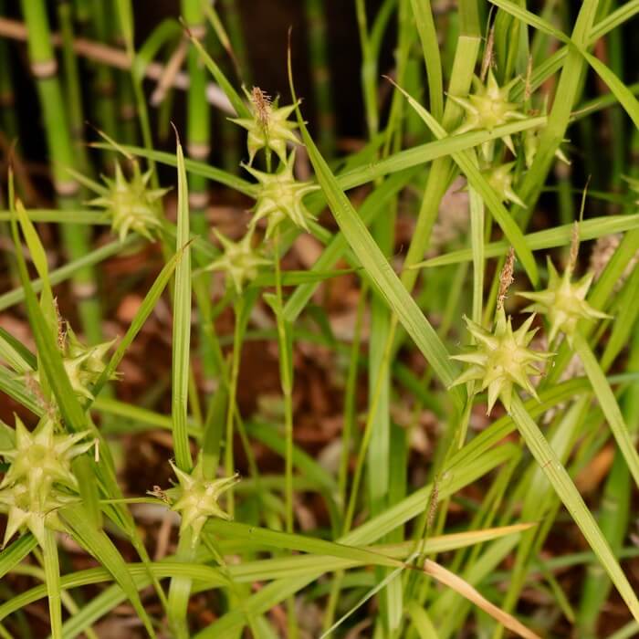Carex grayi